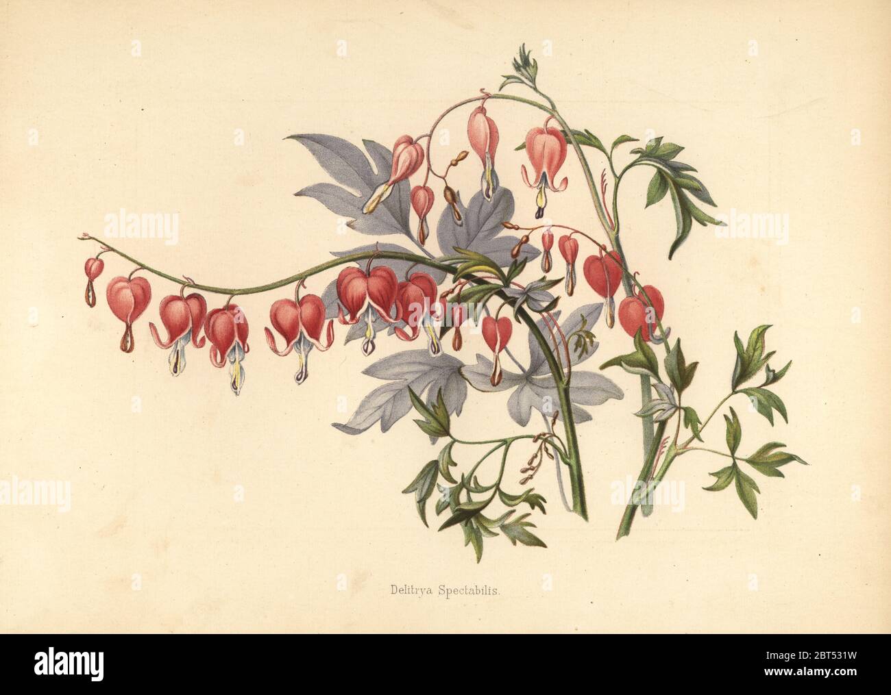 Bleeding Heart Flower Drawing