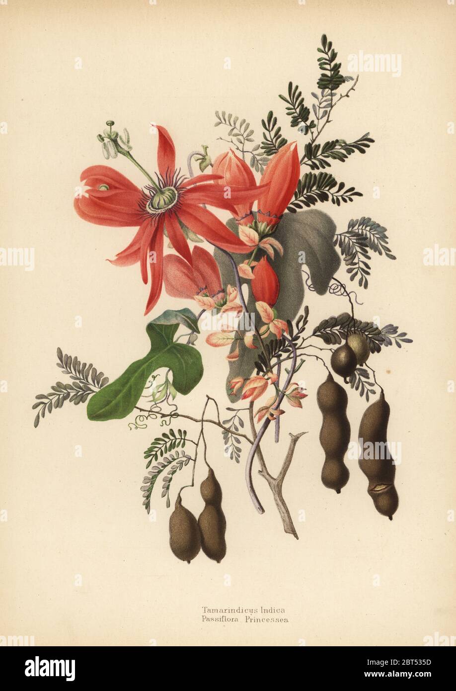Tamarind, Tamarindus indica, and red passionflower, Passiflora racemosa ...