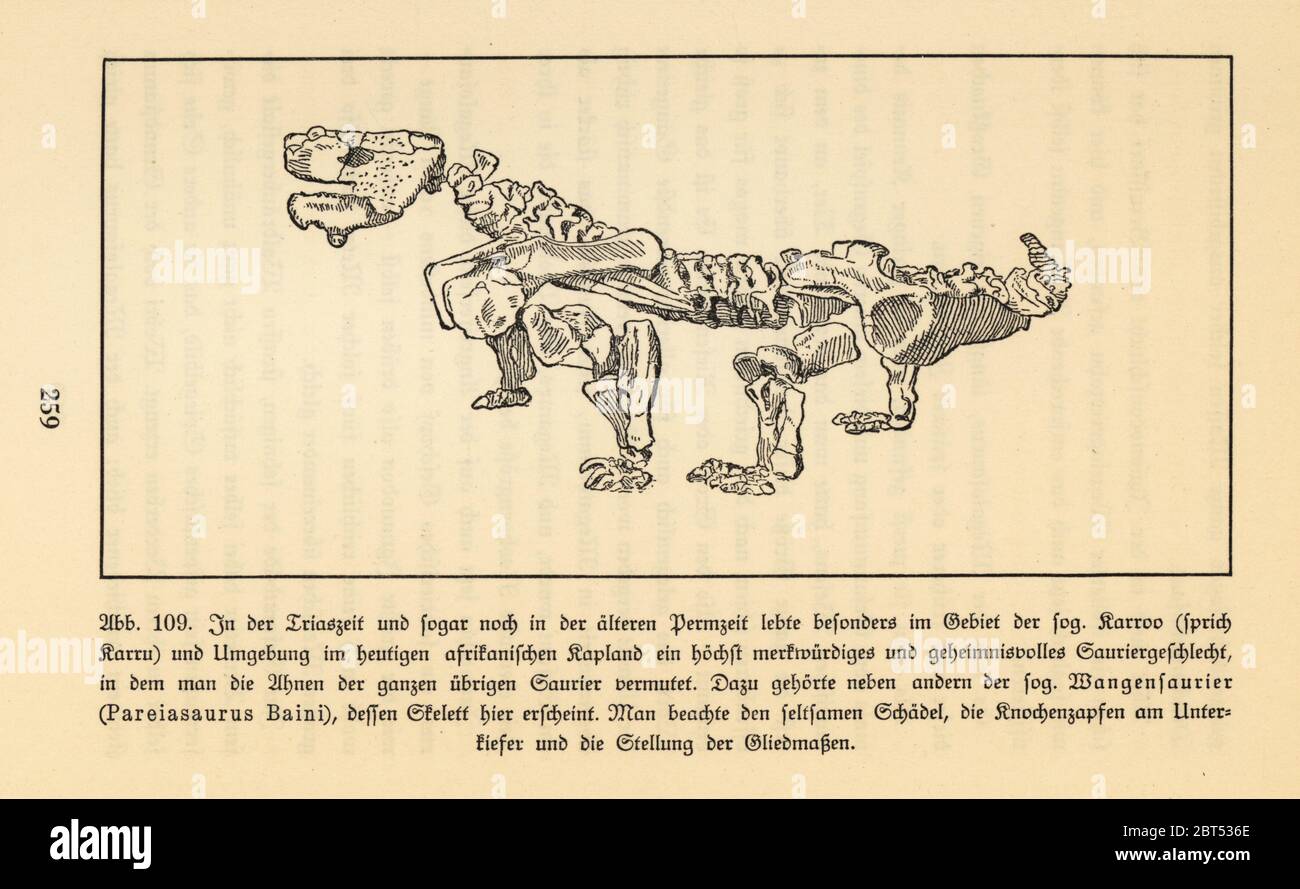 Fossil skeleton of an extinct Pareiasaur, Bradysaurus baini ...