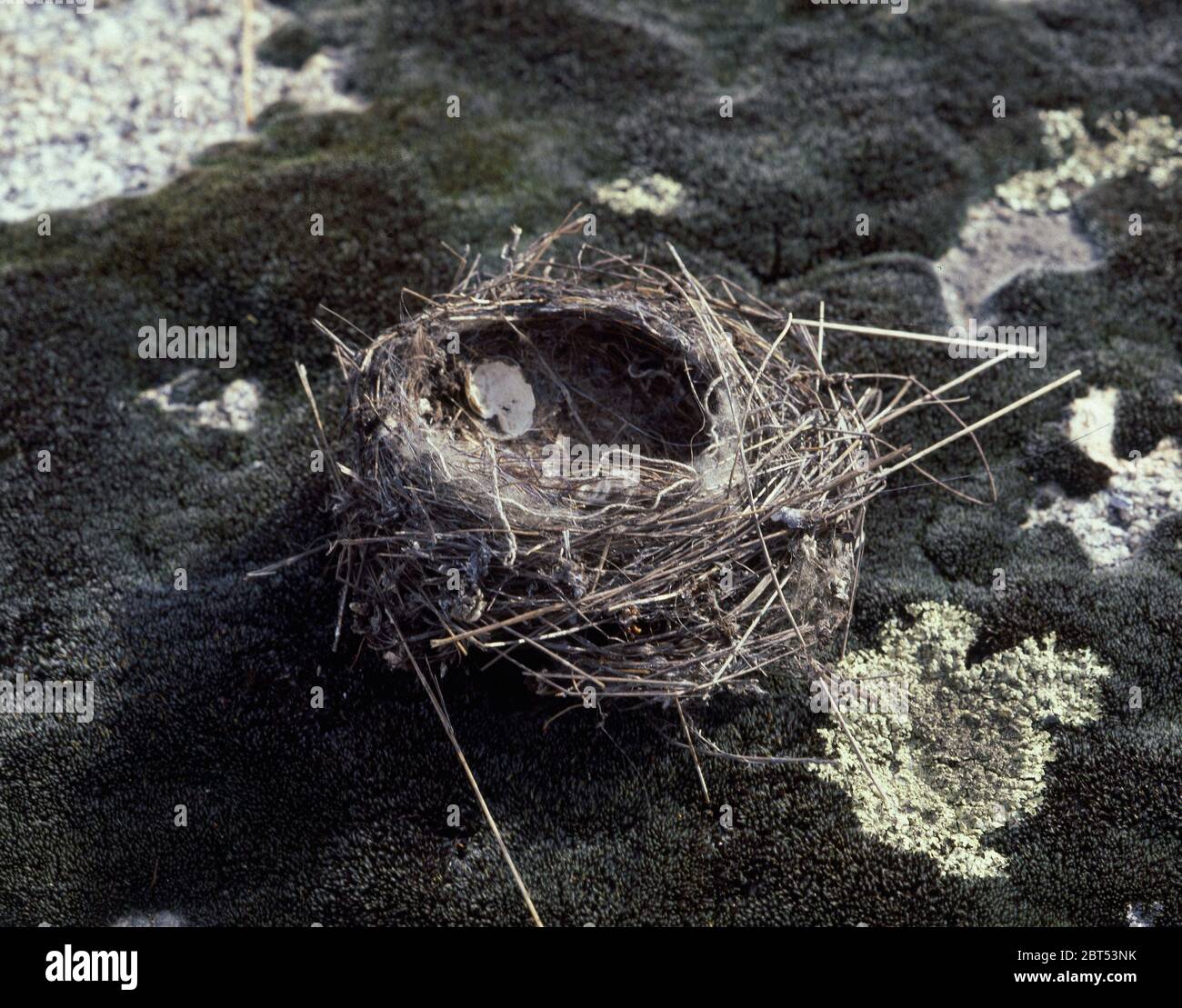 NIDO DE PAJAROS. Location: EXTERIOR. AVILA. SPAIN Stock Photo - Alamy