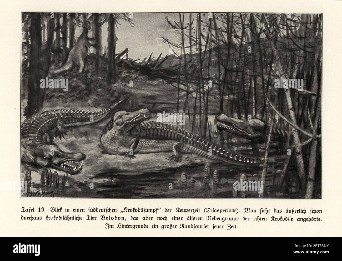 View of a crocodile swamp, south Germany, Triassic period. Crocodile ...