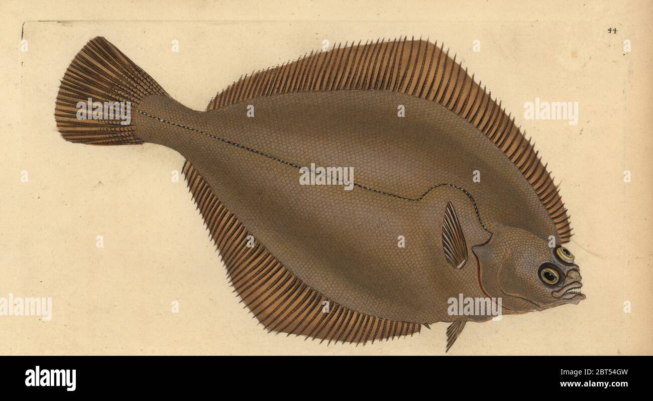 Common dab, Limanda limanda (Pleuronectes limanda). Handcoloured ...