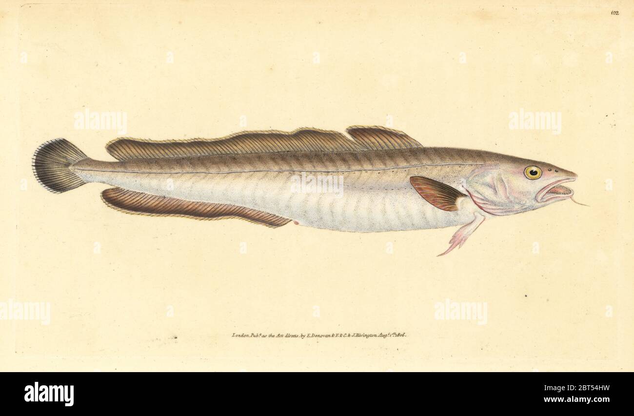 Ling fish, Molva molva (Gadus molva). Handcoloured copperplate drawn ...