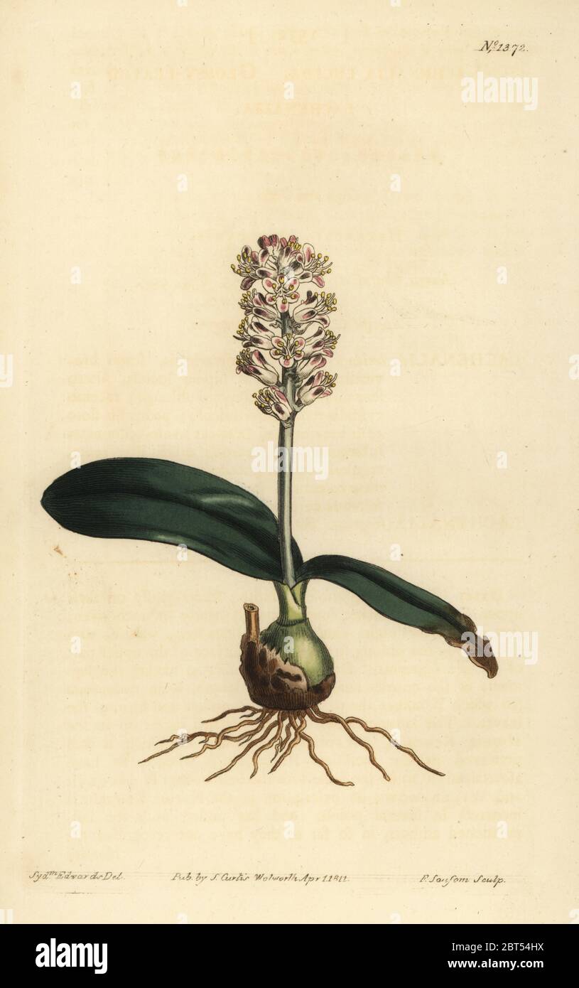 Lachenalia pallida hi-res stock photography and images - Alamy