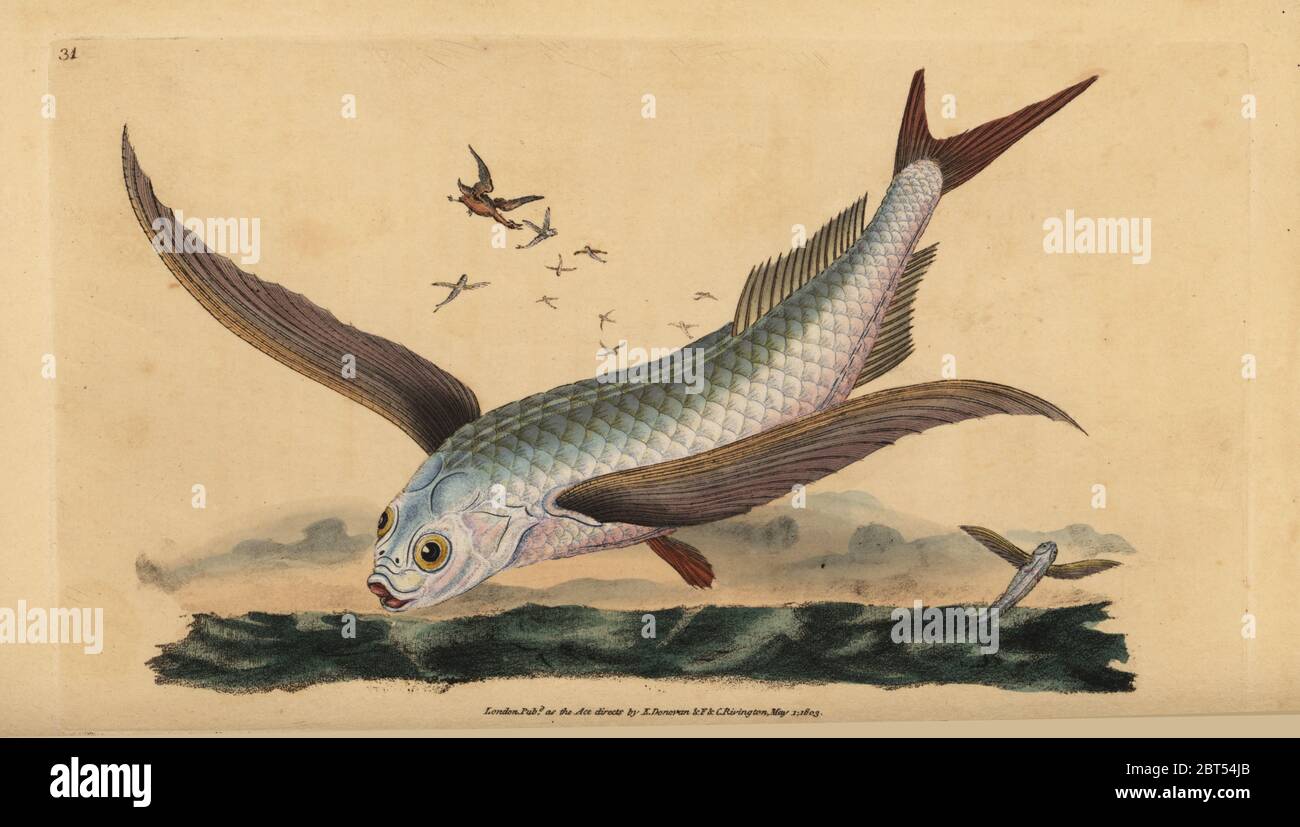 Tropical two wing flying fish sea hi-res stock photography and images ...