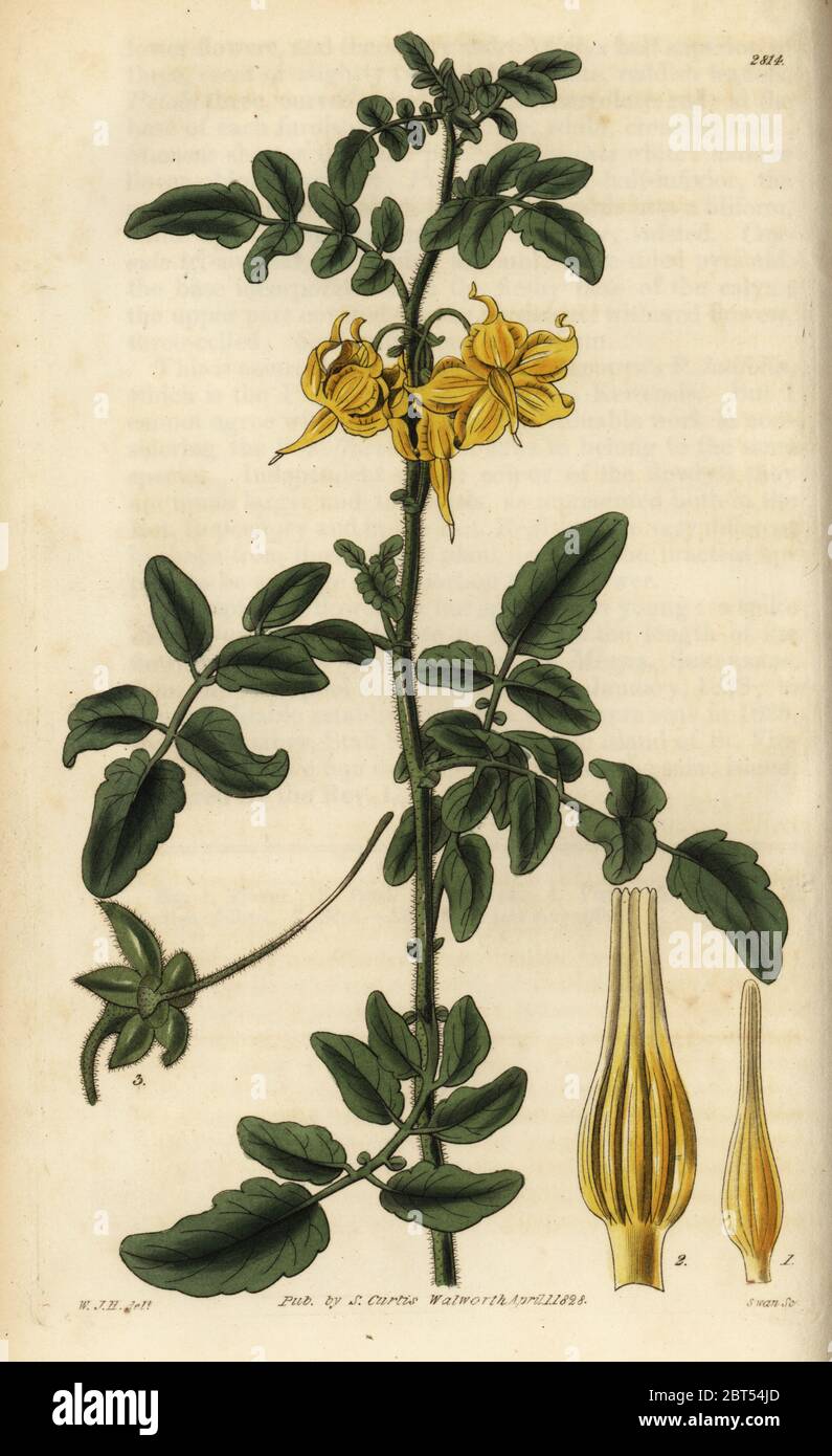 Wild tomato, Solanum peruvianum (Large-flowered tomato, Lycopersicon ...