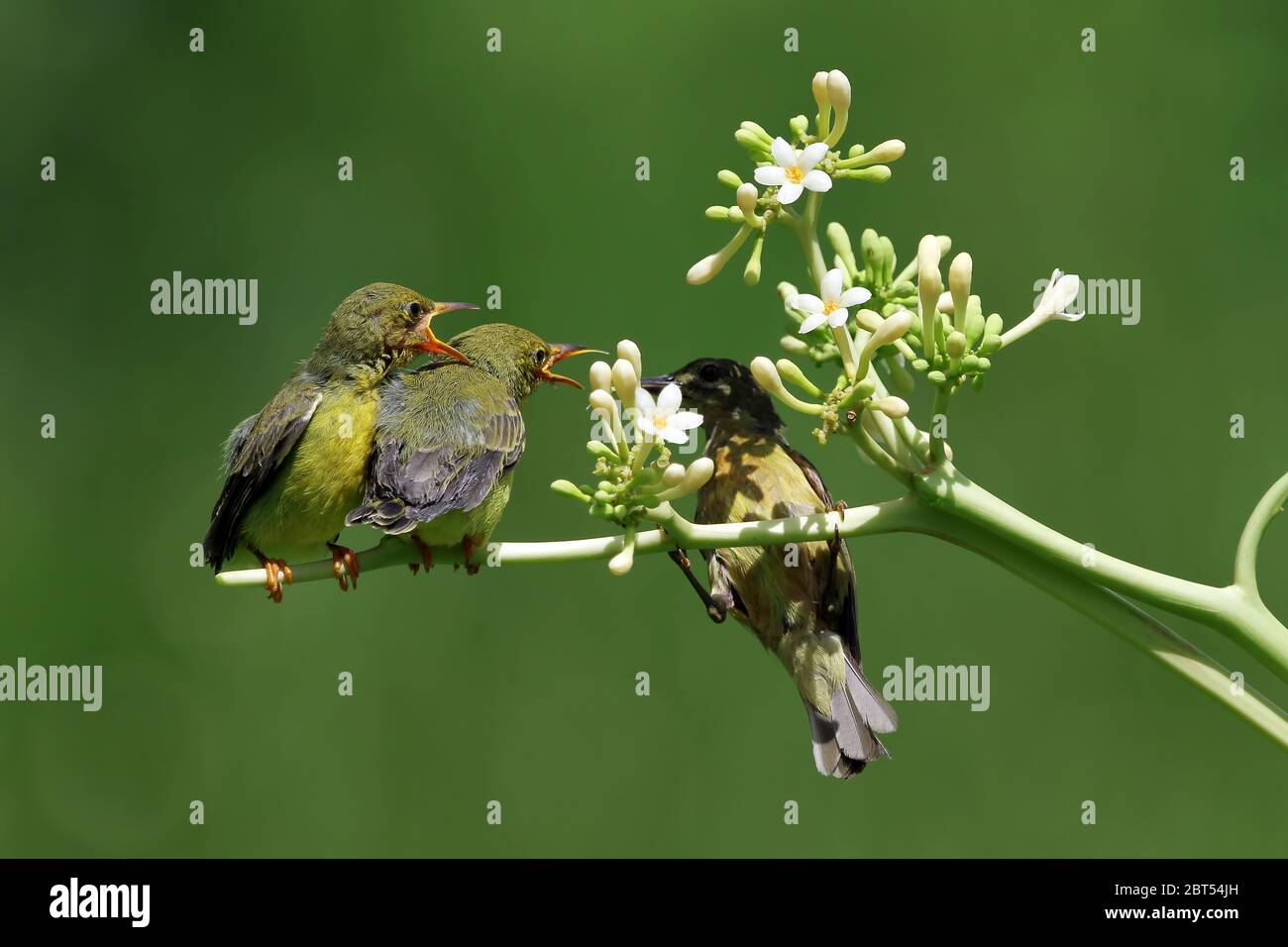 Olive backed sunbird hi-res stock photography and images - Alamy