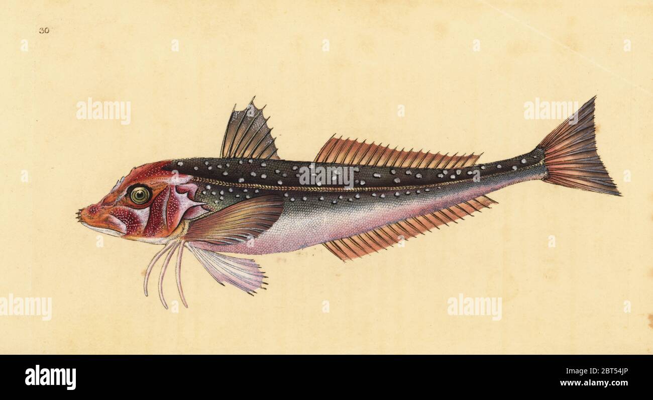 Trigla gurnardus hi-res stock photography and images - Alamy