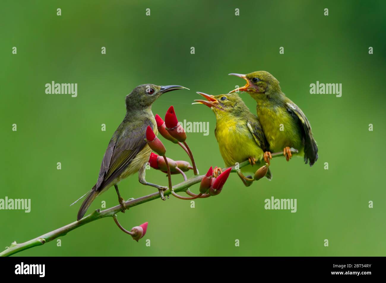 Olive backed sunbird hi-res stock photography and images - Alamy