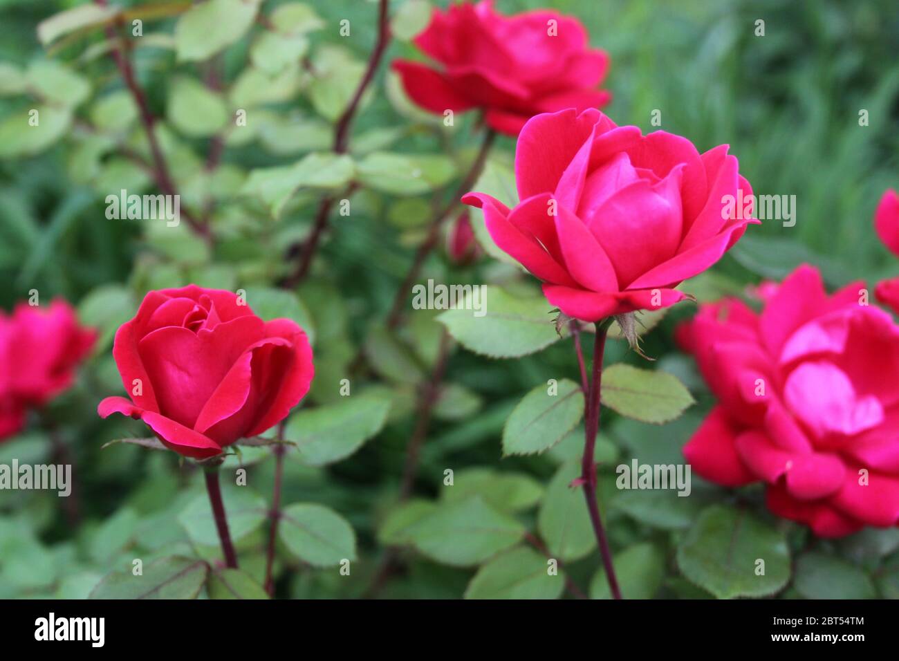 Red Roses in Bloom Stock Photo - Alamy