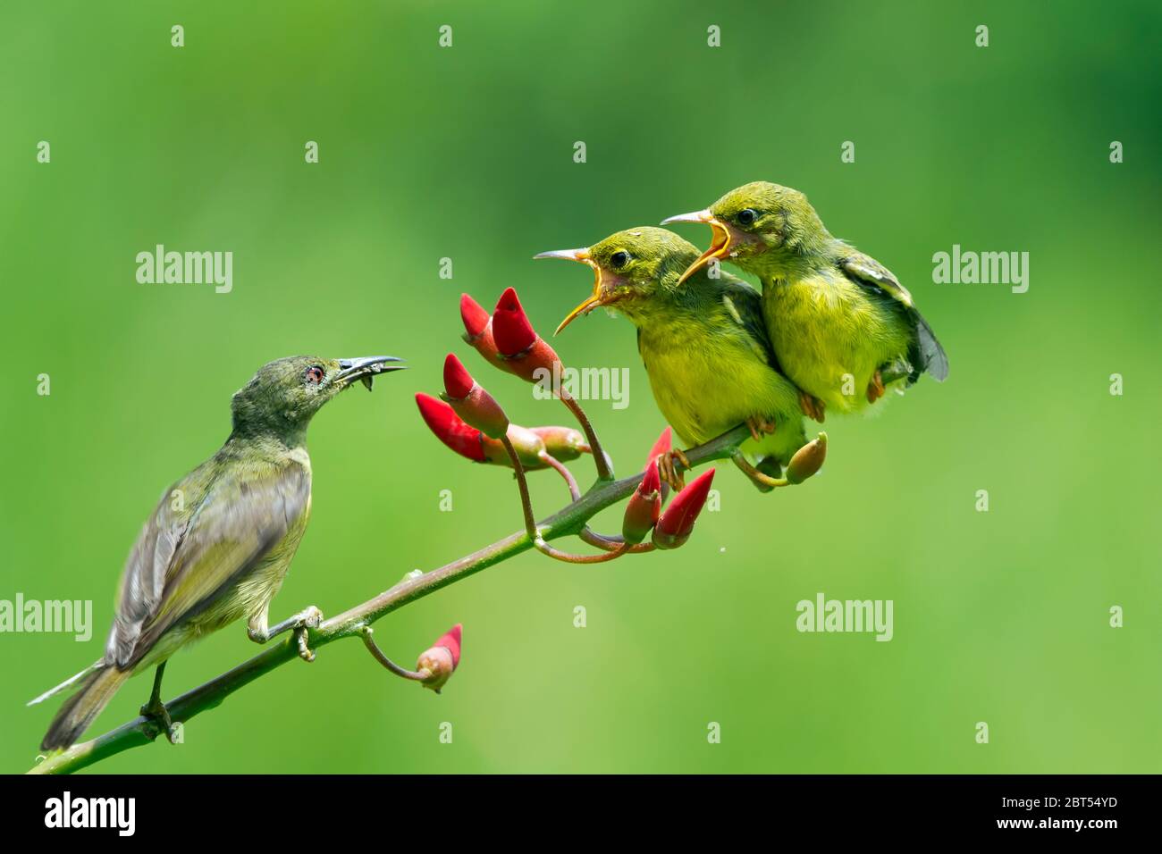 Sunbird feeding hi-res stock photography and images - Alamy