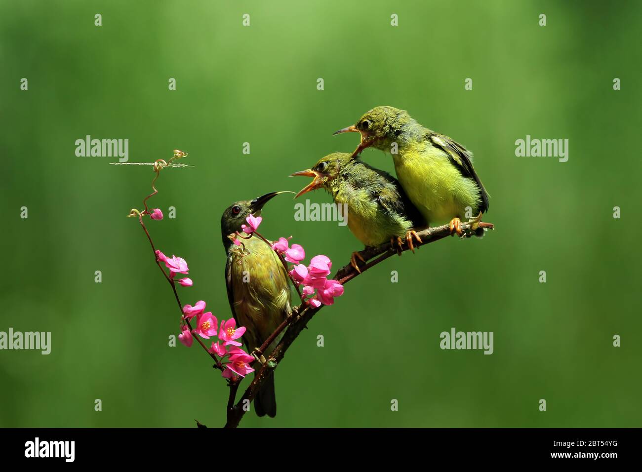 The olive sunbird hi-res stock photography and images - Alamy