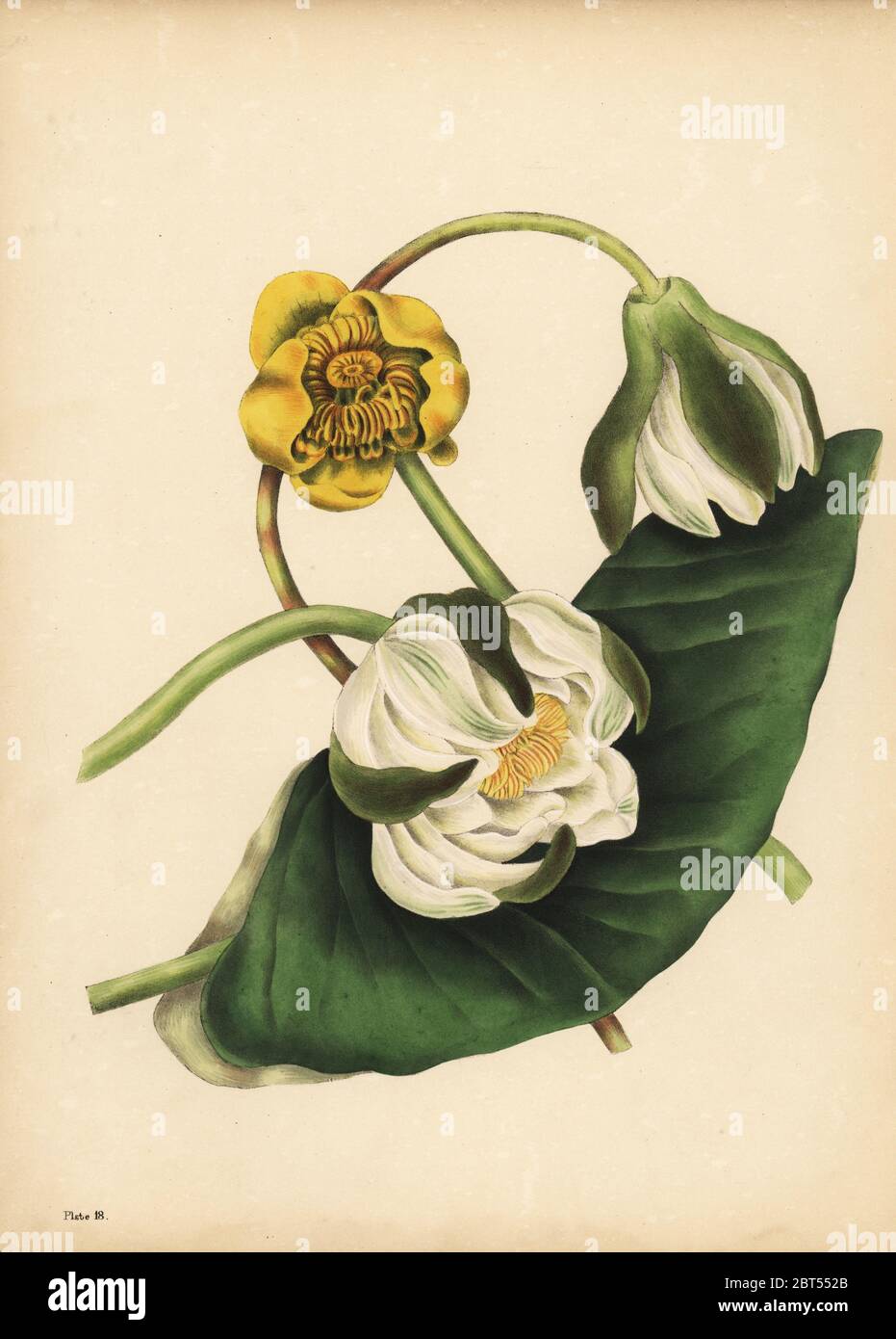 Lily illustrations hi-res stock photography and images - Alamy
