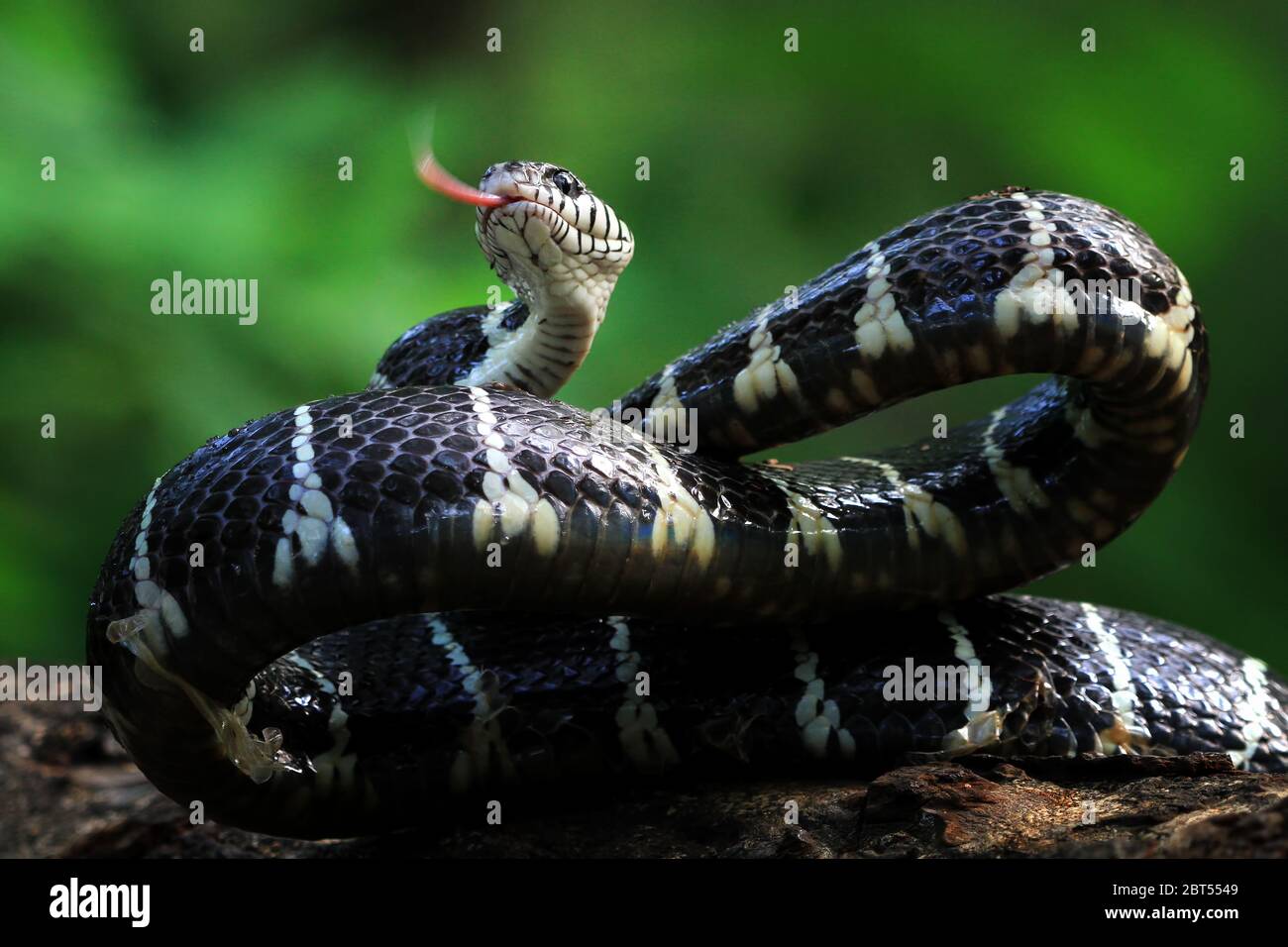 Boiga snake ready strike, Indonesia Stock Photo - Alamy