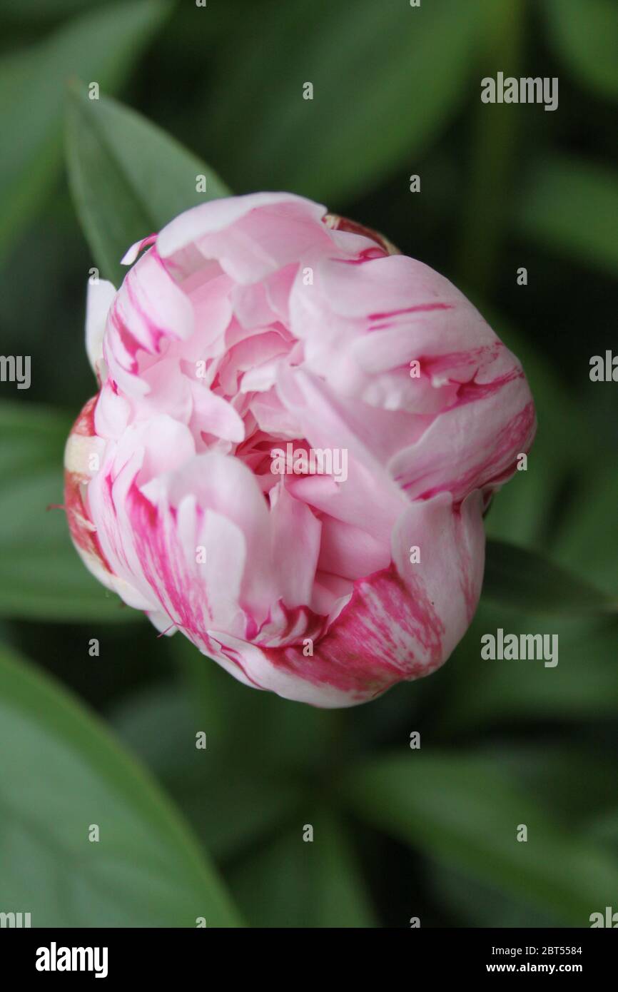 Petals opening hi-res stock photography and images - Alamy