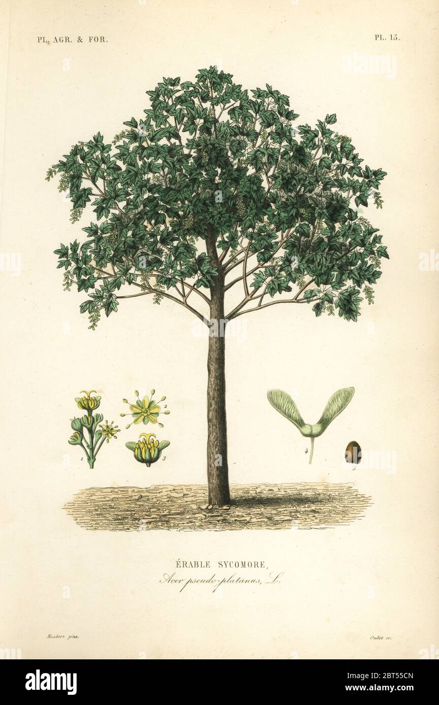 Sycamore botanical illustration hi-res stock photography and images - Alamy