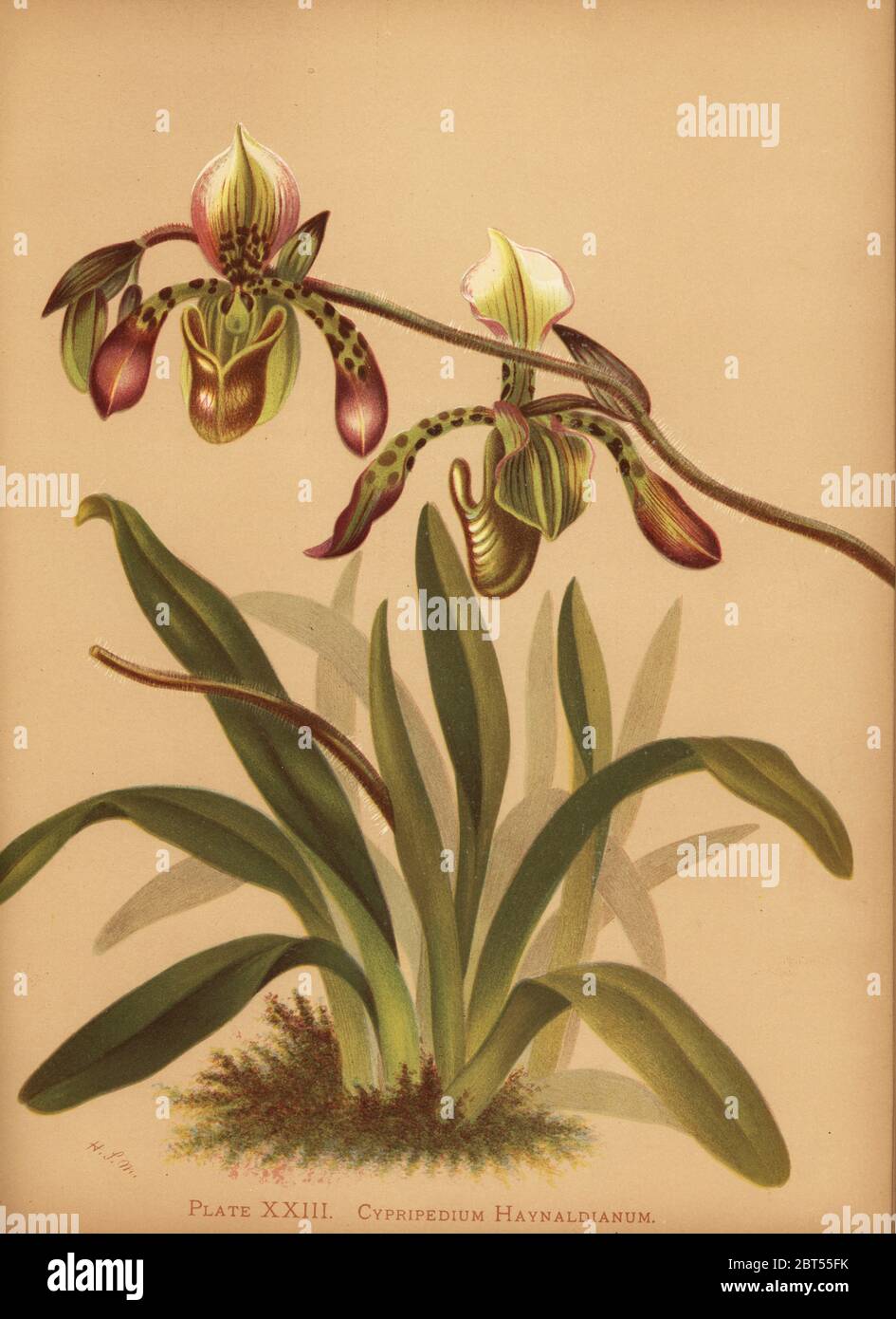 Paphiopedilum haynaldianum orchid (Cypripedium haynaldianum ...