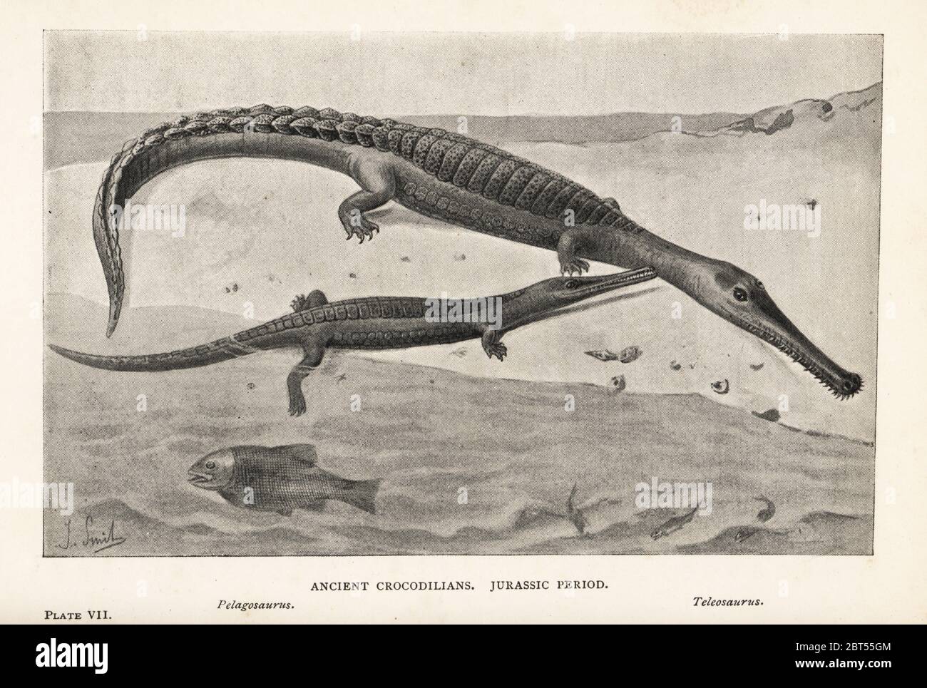 Teleosaurus cadomensis hi-res stock photography and images - Alamy