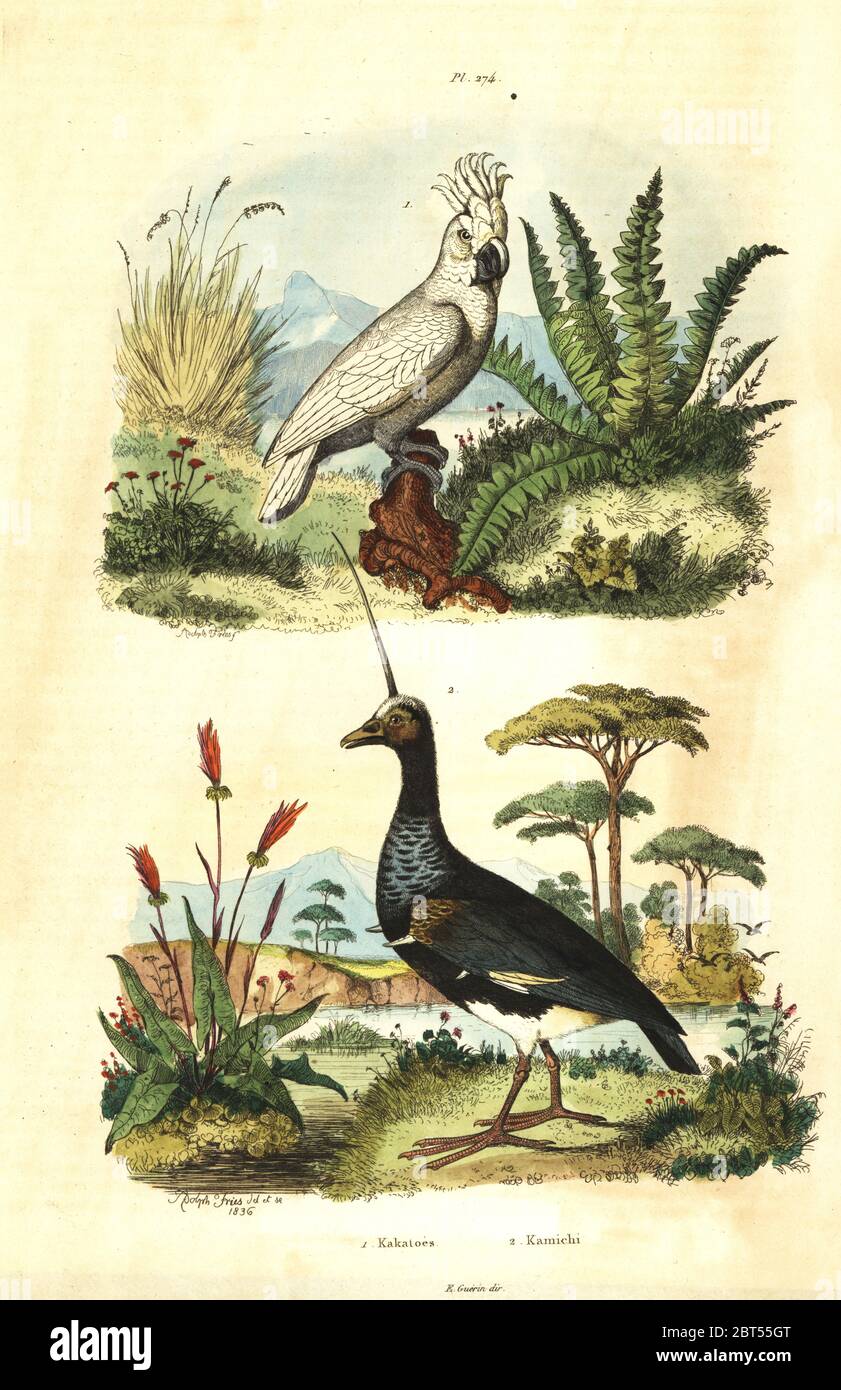 Kakatoes hi-res stock photography and images - Alamy