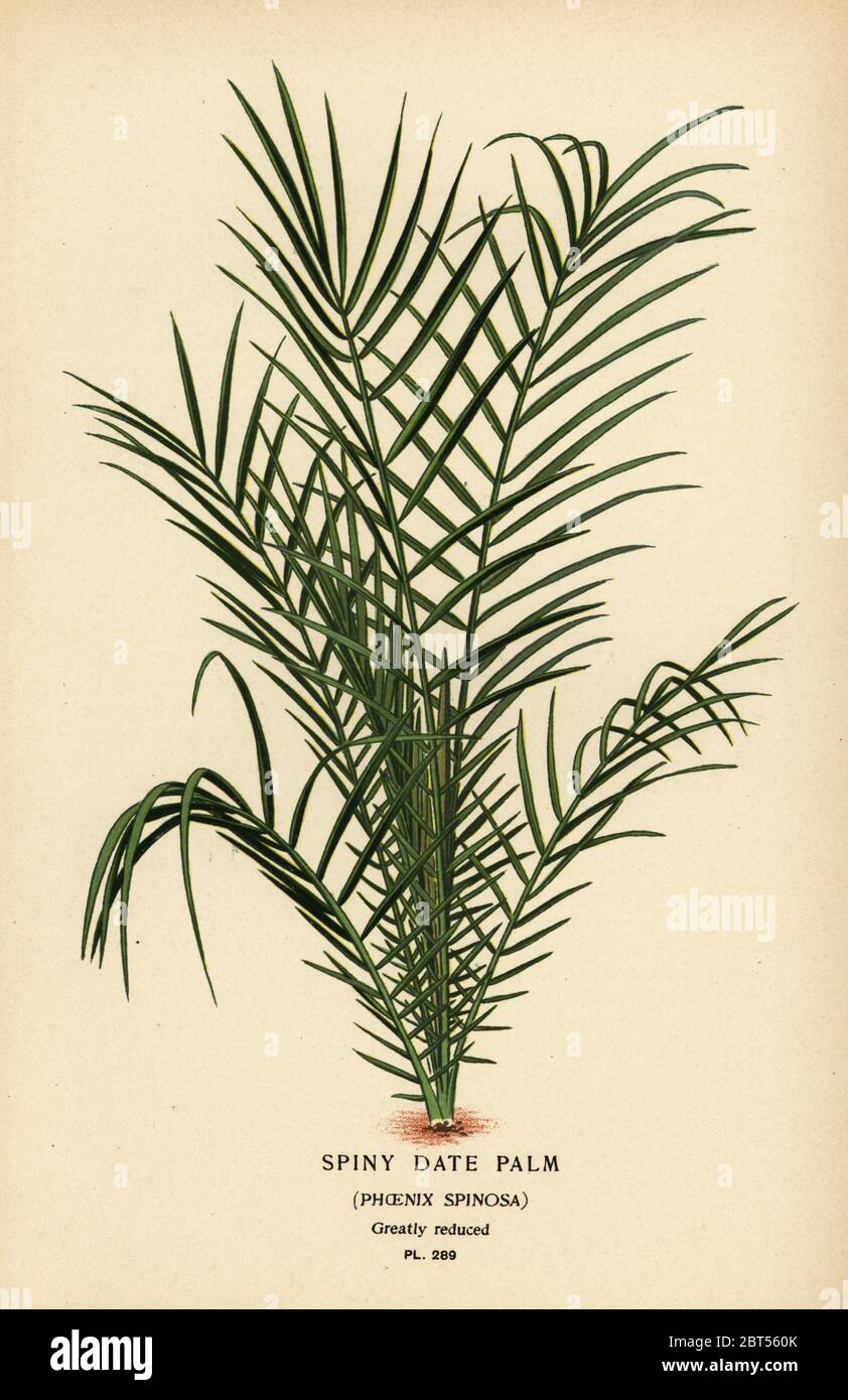 Wild date palm or Senegal date palm, Phoenix reclinata (Spiny date palm ...