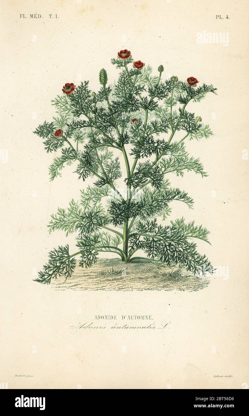 Adonide dautomne hi-res stock photography and images - Alamy