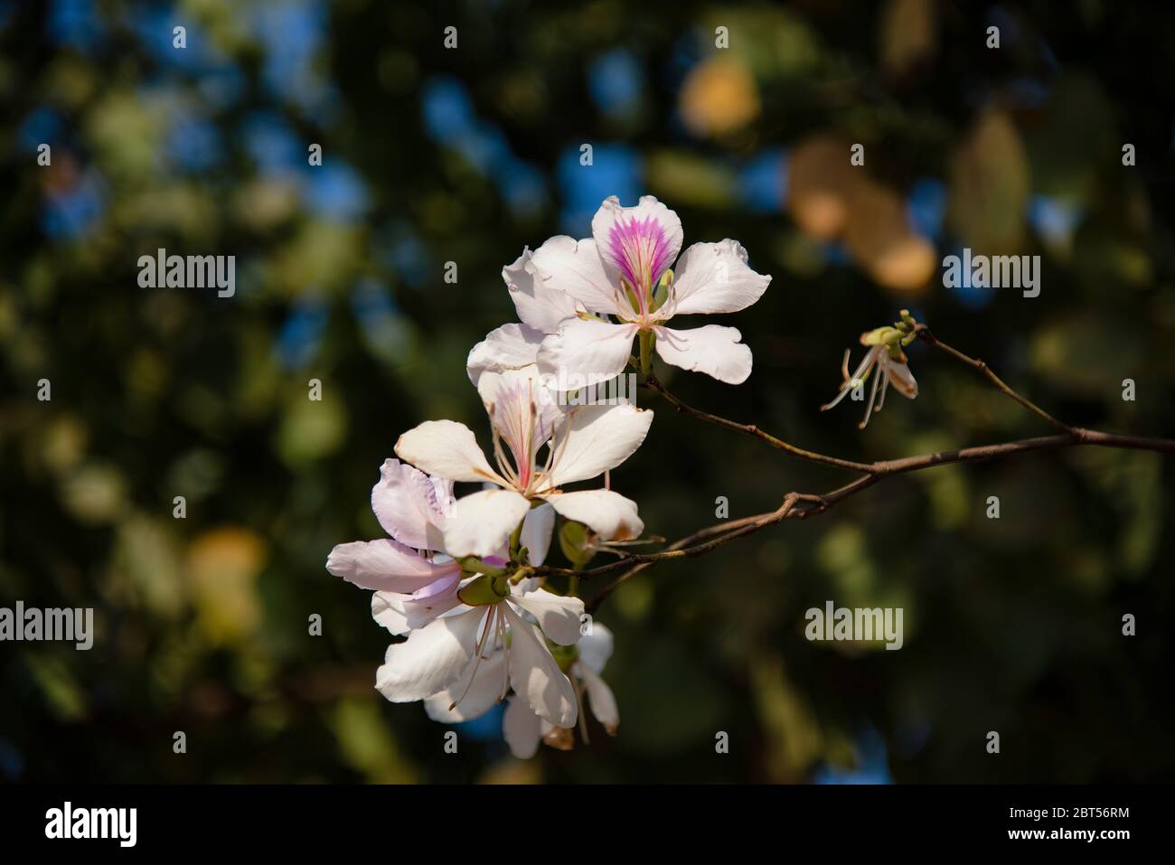 Variegate hi-res stock photography and images - Alamy