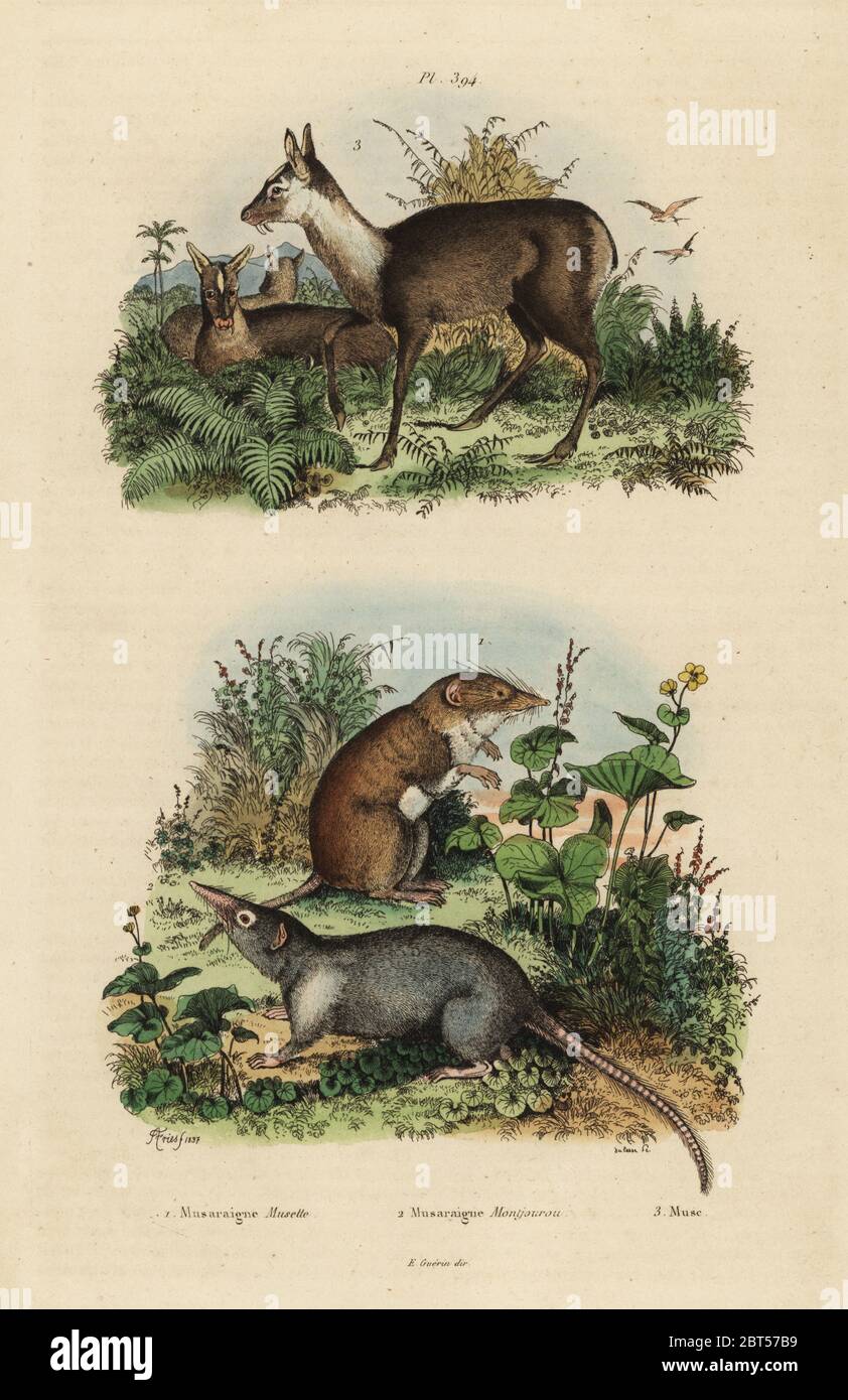 Dusky musk deer hi-res stock photography and images - Alamy