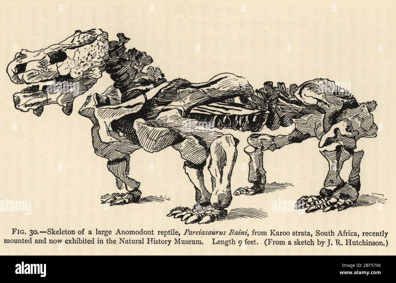 Skeleton of a large Anomodont reptile. Pareiasaurus baini, from Karoo ...