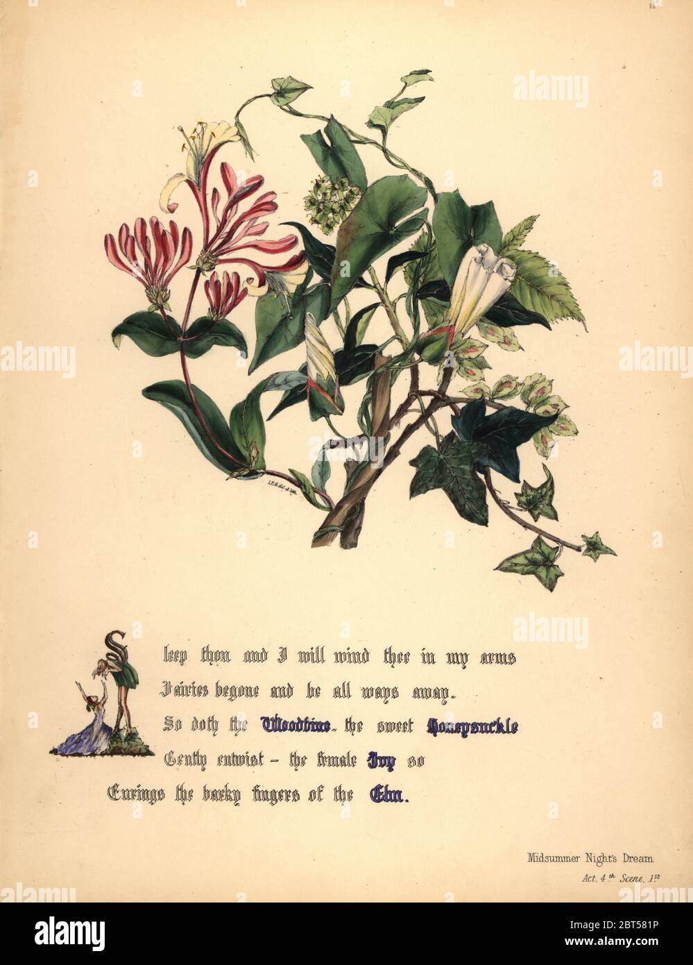 Woodbine, Honeysuckle, Ivy and Elm (Midsummer Night's Dream ...