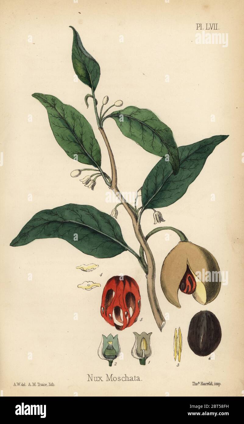 Nutmeg and mace tree, Myristica fragrans (Nux moschata). Handcoloured ...