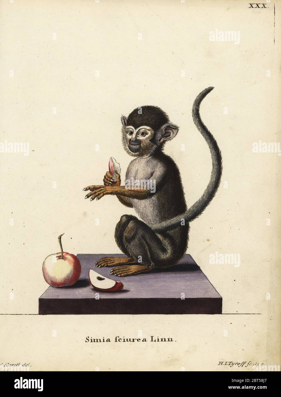 Simia sciurea hi-res stock photography and images - Alamy