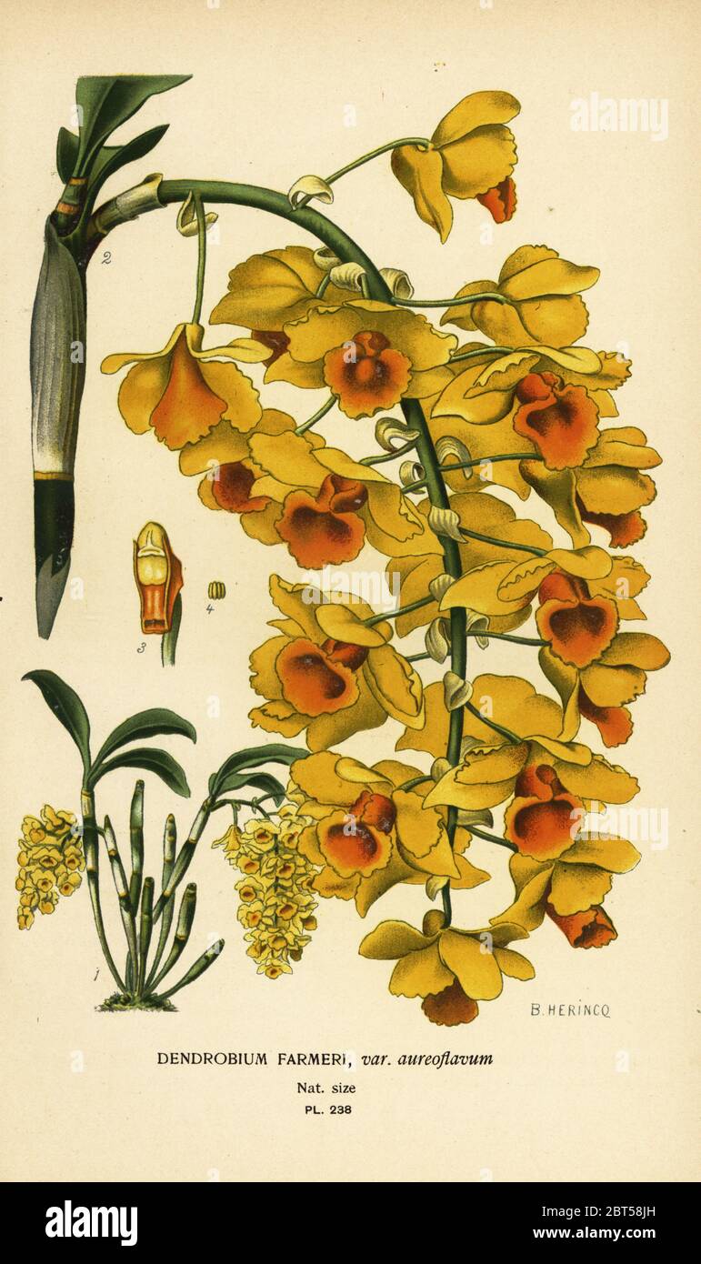 Shi hu shu hi-res stock photography and images - Alamy