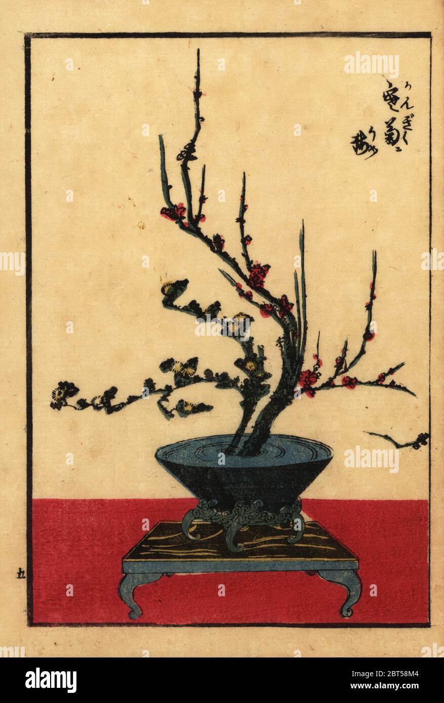 Japanese ume hi-res stock photography and images - Alamy