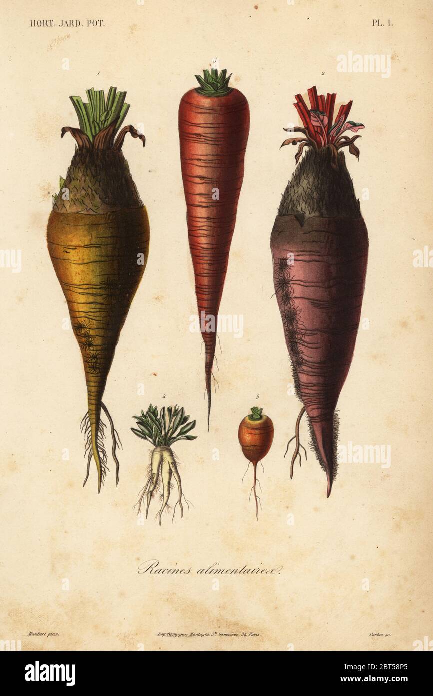 Root vegetables, racines alimentaires. Beetroot, Beta vulgaris, wild ...