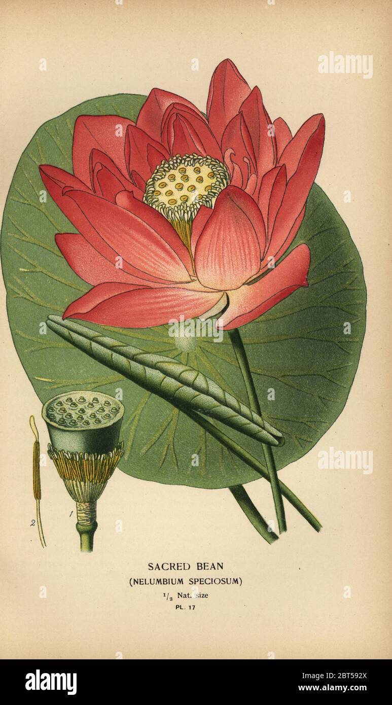 Nelumbium speciosum hi-res stock photography and images - Alamy