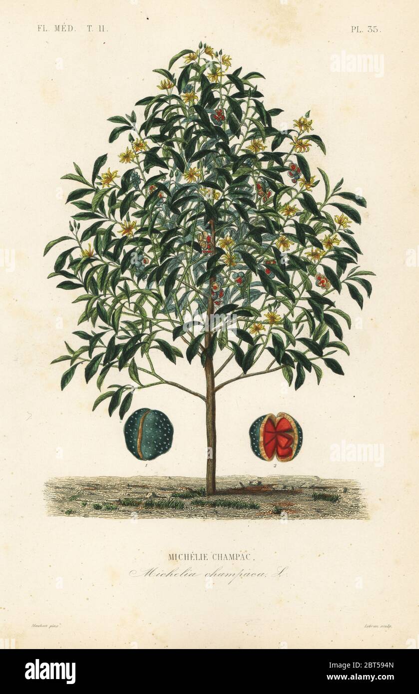 Magnolia champaca plant hi-res stock photography and images - Alamy