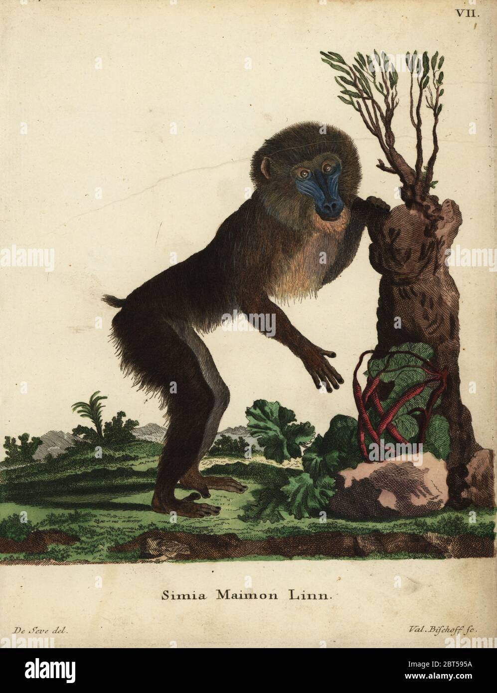 Simia maimon hi-res stock photography and images - Alamy