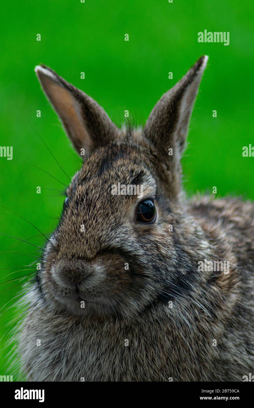 Hare face hi-res stock photography and images - Alamy