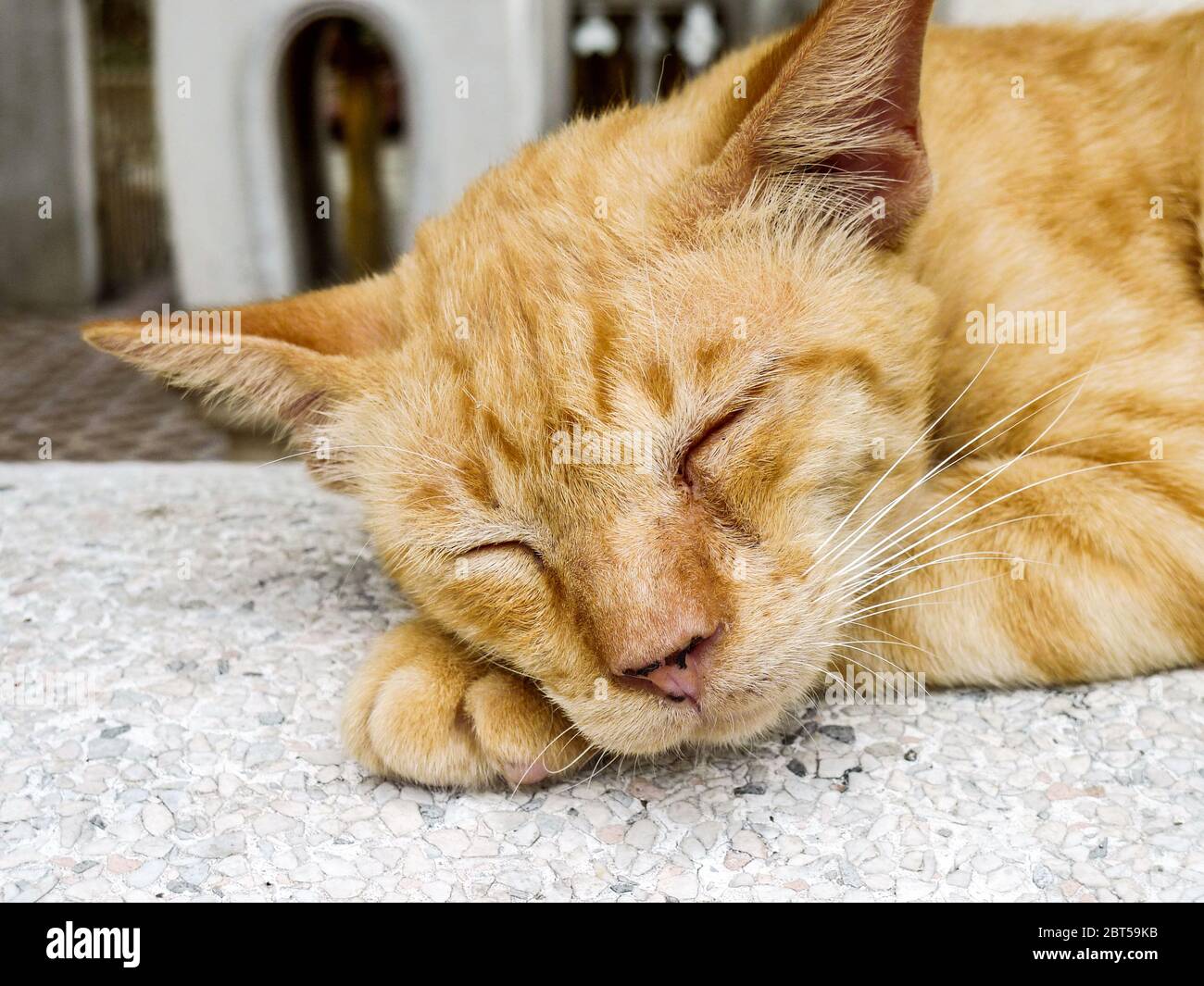 Ginger cat sleeping on a step Stock Photo - Alamy