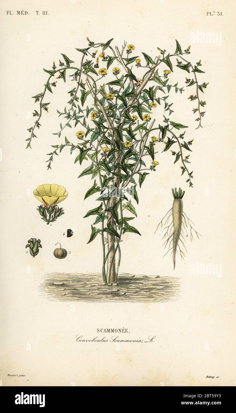 La regne vegetal hi-res stock photography and images - Alamy