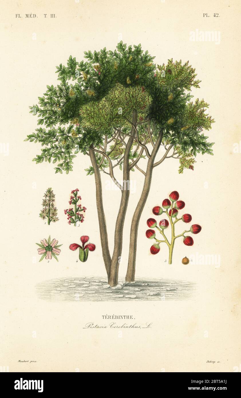 Terebinth tree hi-res stock photography and images - Alamy