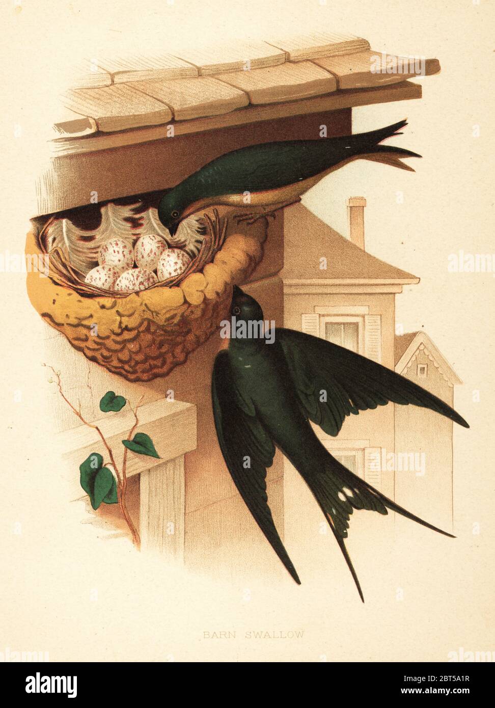 Barn swallow, Hirundo rustica, with nest and eggs. Chromolithograph ...