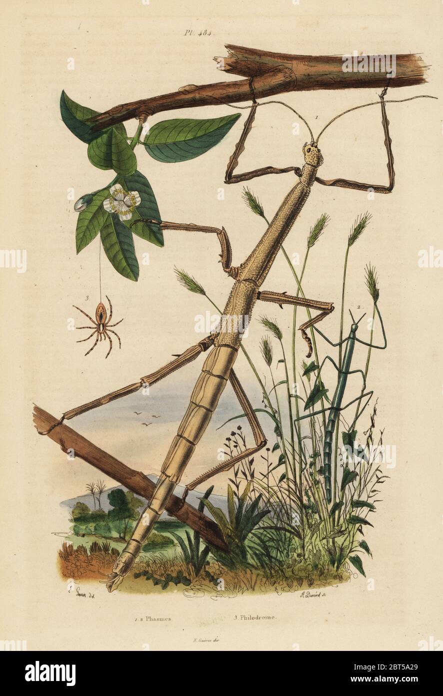 Phasmies hi-res stock photography and images - Alamy