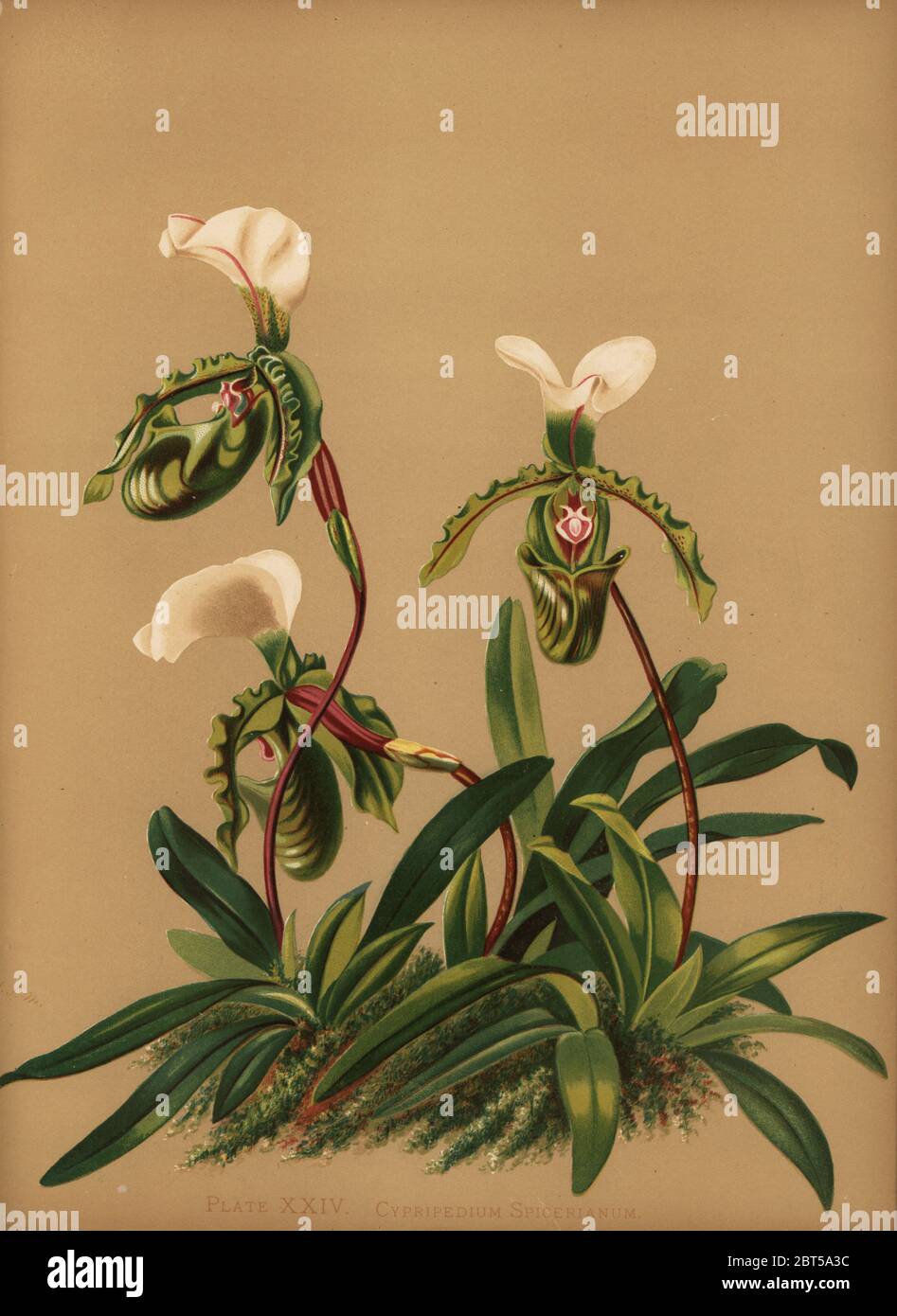 Paphiopedilum spicerianum orchid (Cypripedium spicerianum ...