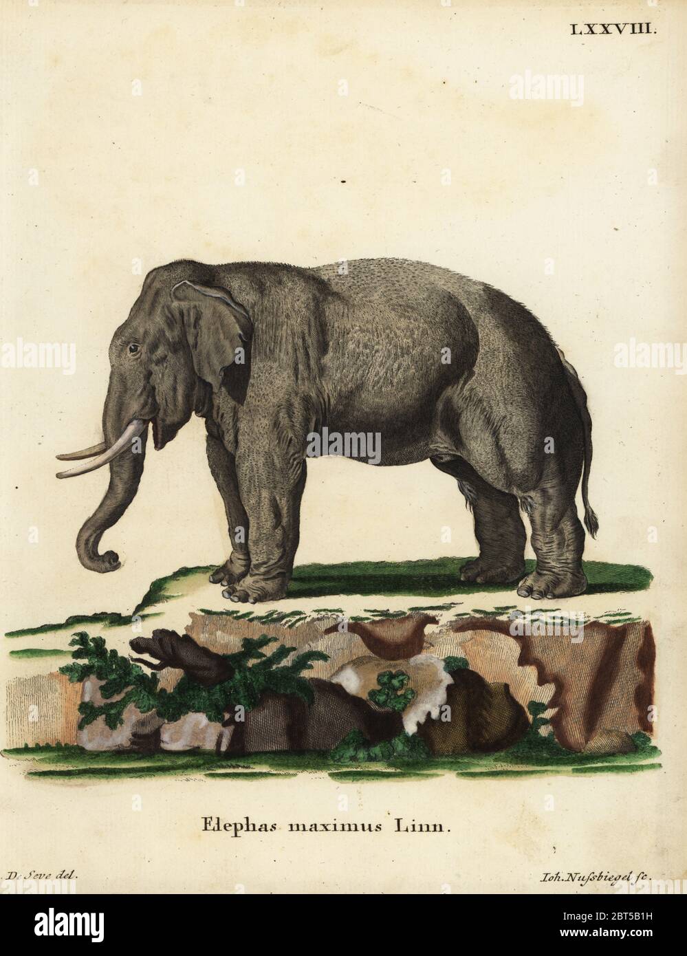 Elephas maximus linn hi-res stock photography and images - Alamy