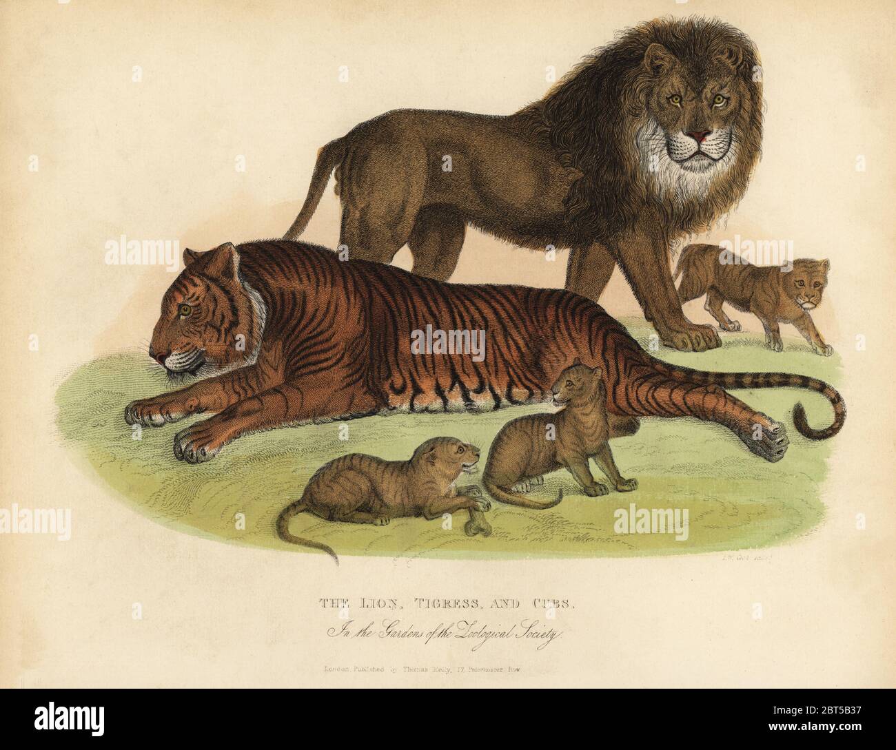 Zoom gardens of the zoological society hi-res stock photography and ...