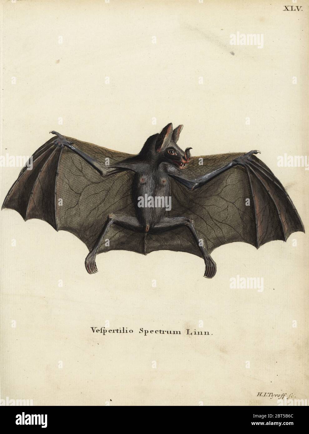 Spectral bat or false vampire bat, Vampyrum spectrum. Vespertilio ...