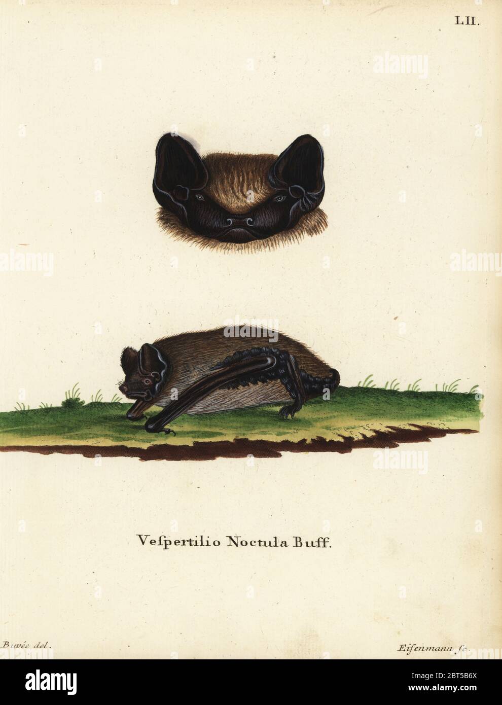 Vespertilio noctula hi-res stock photography and images - Alamy