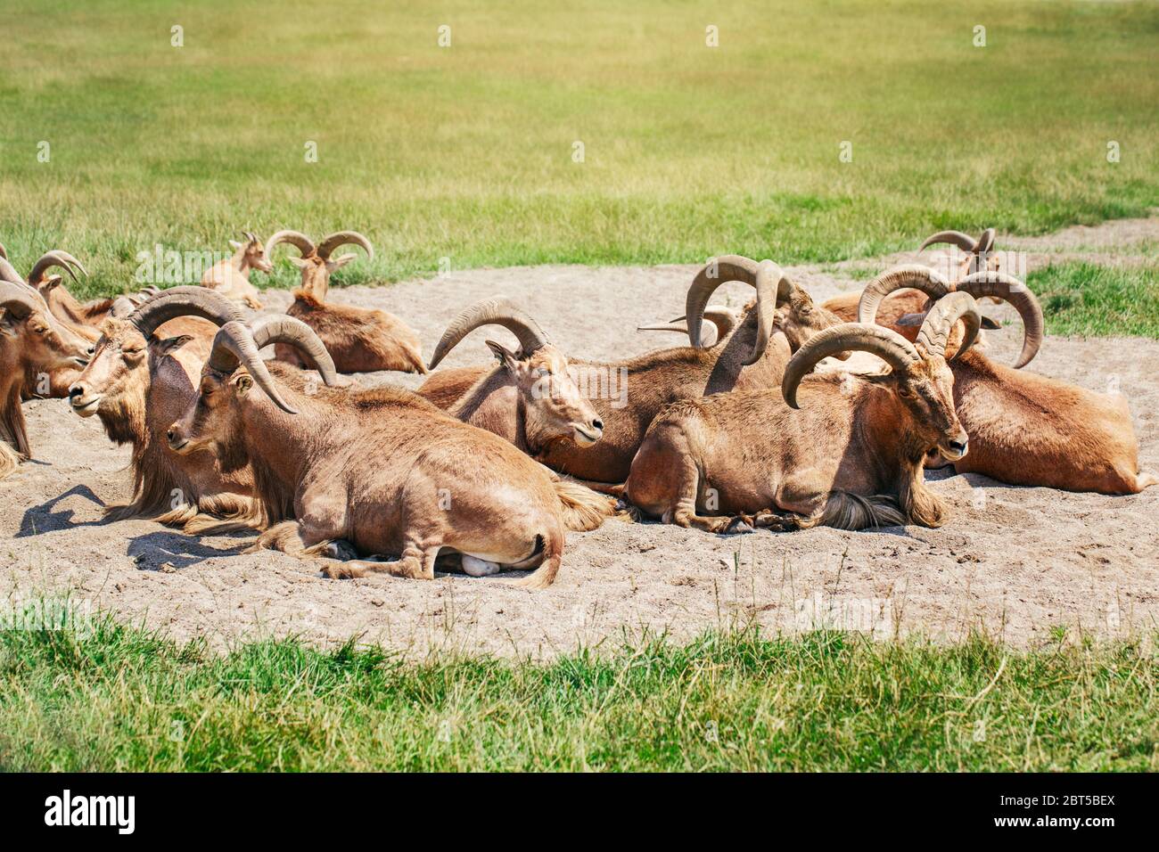 African antelope with curved horns hi-res stock photography and images ...