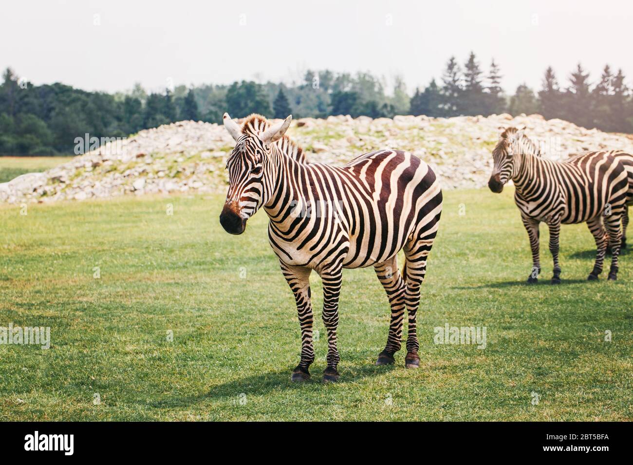 A herd of plains zebra standing together in savanna park on summer day ...